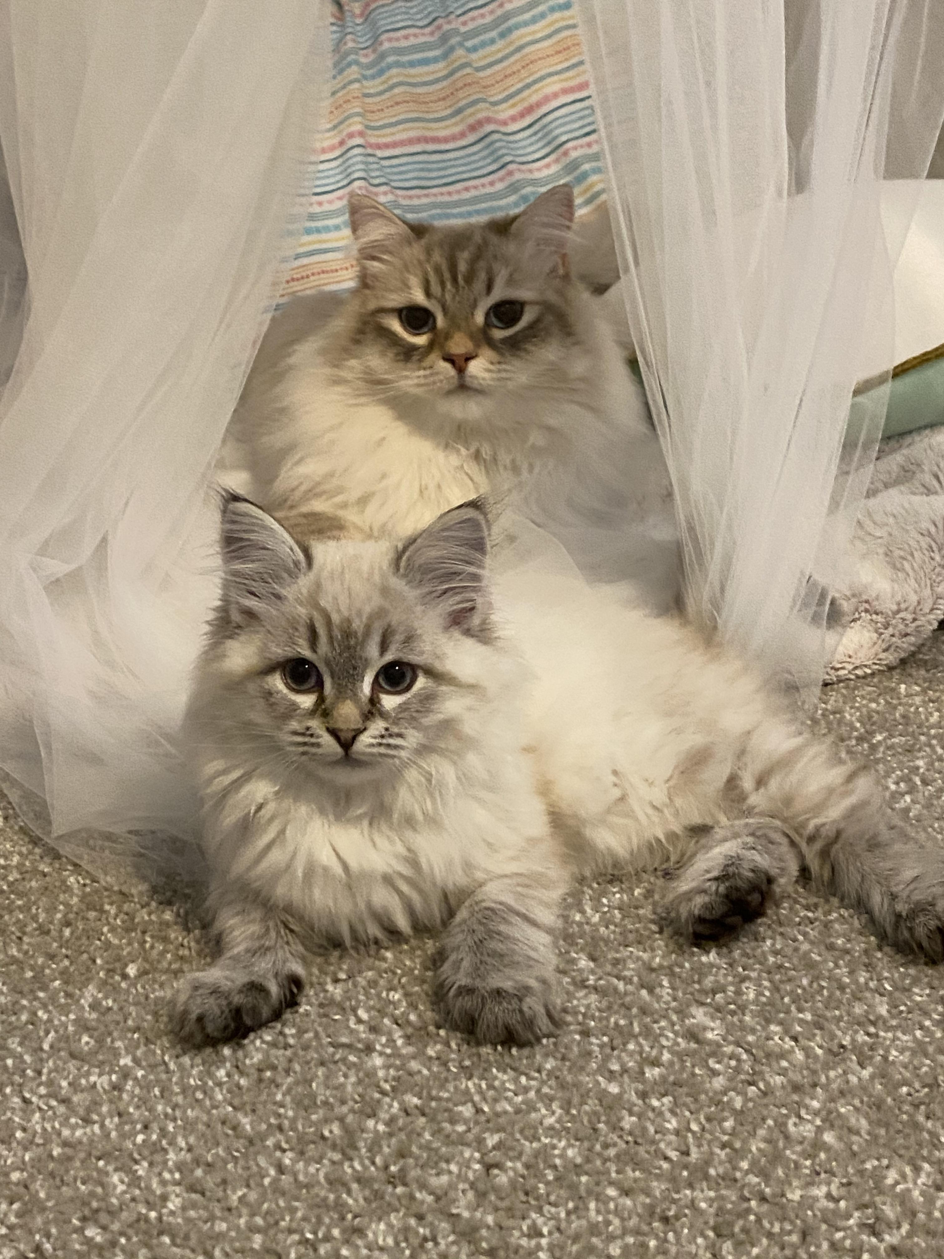 Francois and Fiona. | Scrolller