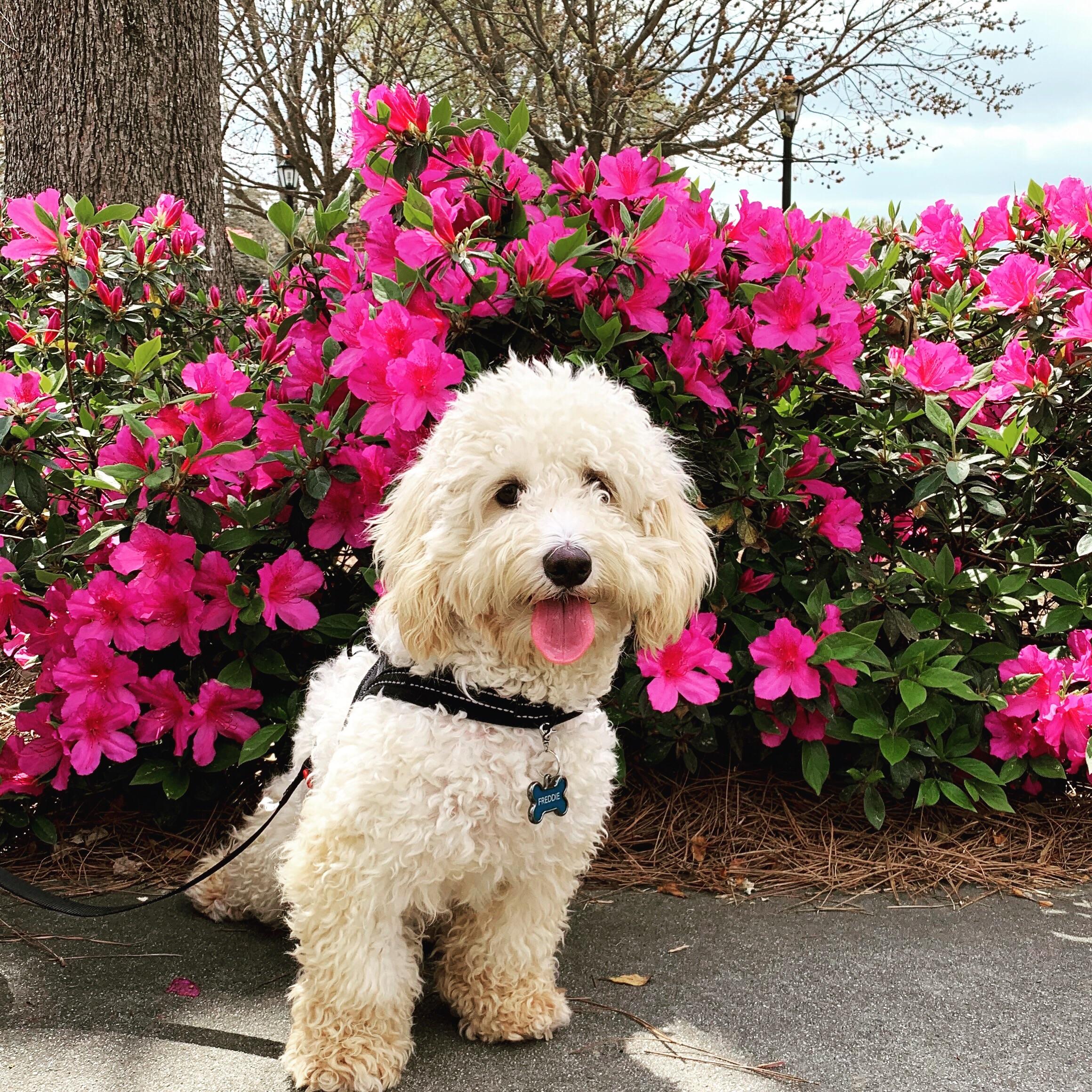 Freddie is ready for spring! | Scrolller