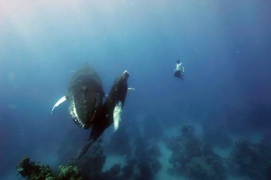 Free diving with humpback whales. [2144x1424] | Scrolller