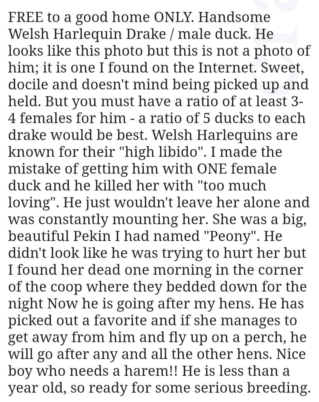 Free Duck! | Scrolller