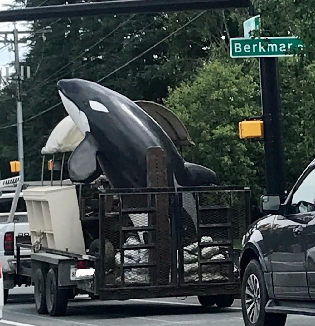 Free Willy! | Scrolller