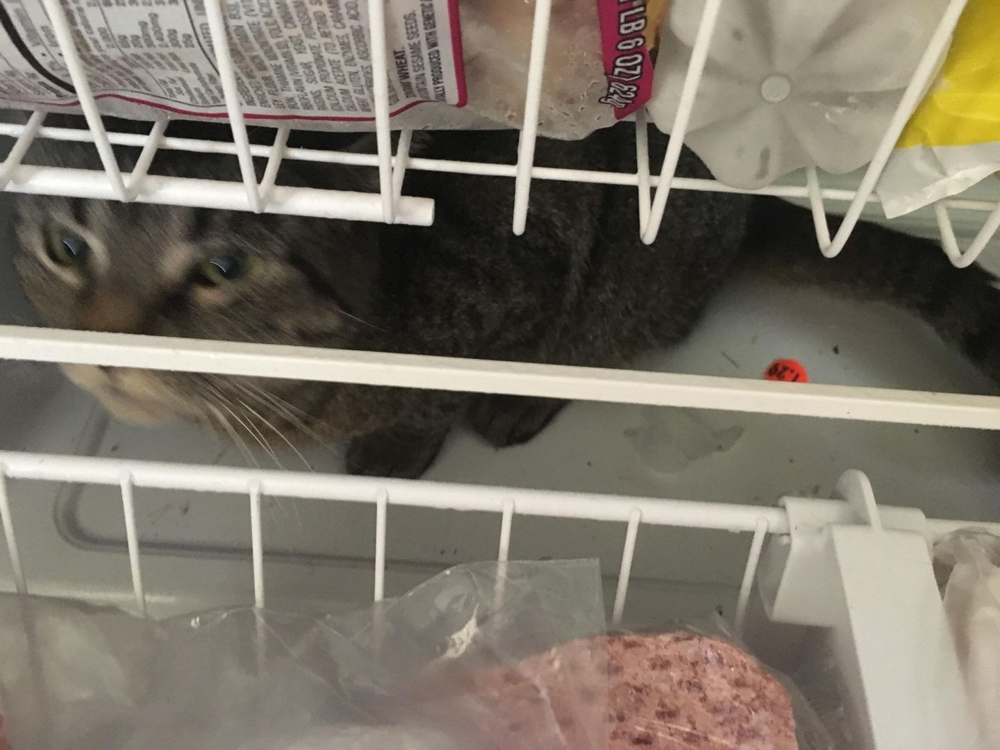 Freezer Secured | Scrolller