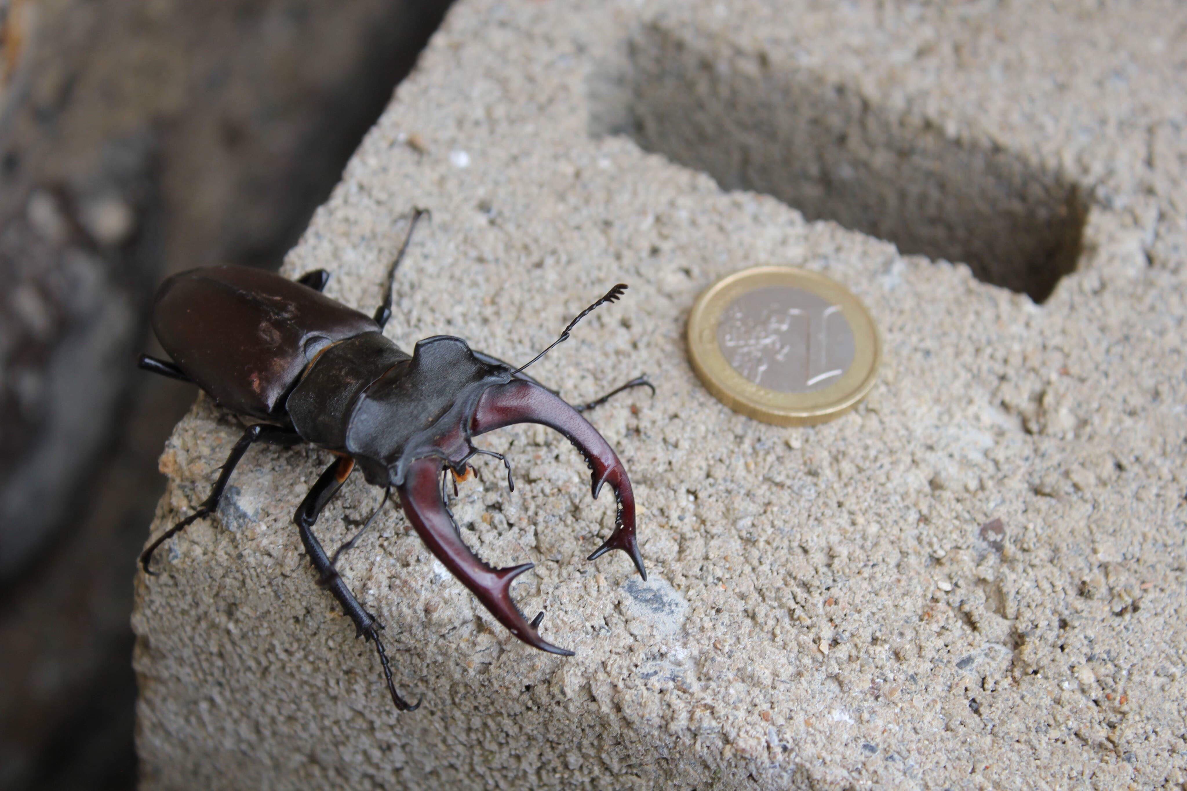 French Stag Beetle. (Euro for size reference) | Scrolller