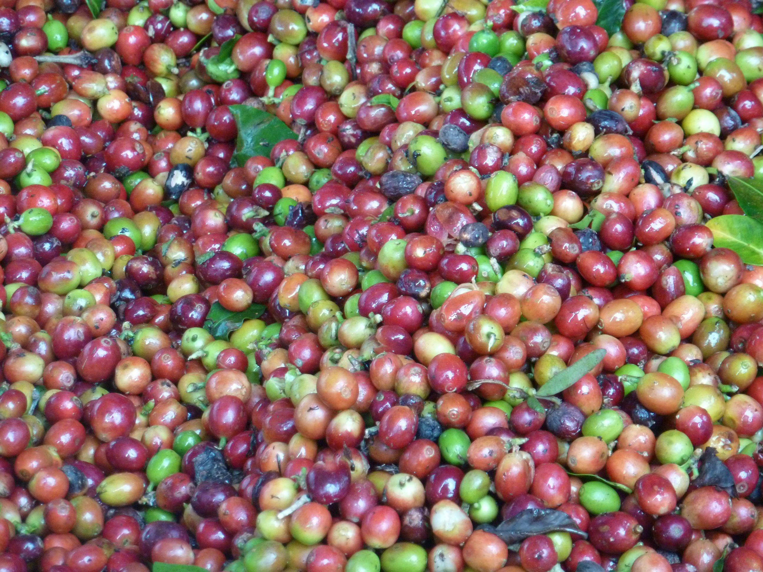 Fresh picked coffee beans [4320x3240] [OC] | Scrolller