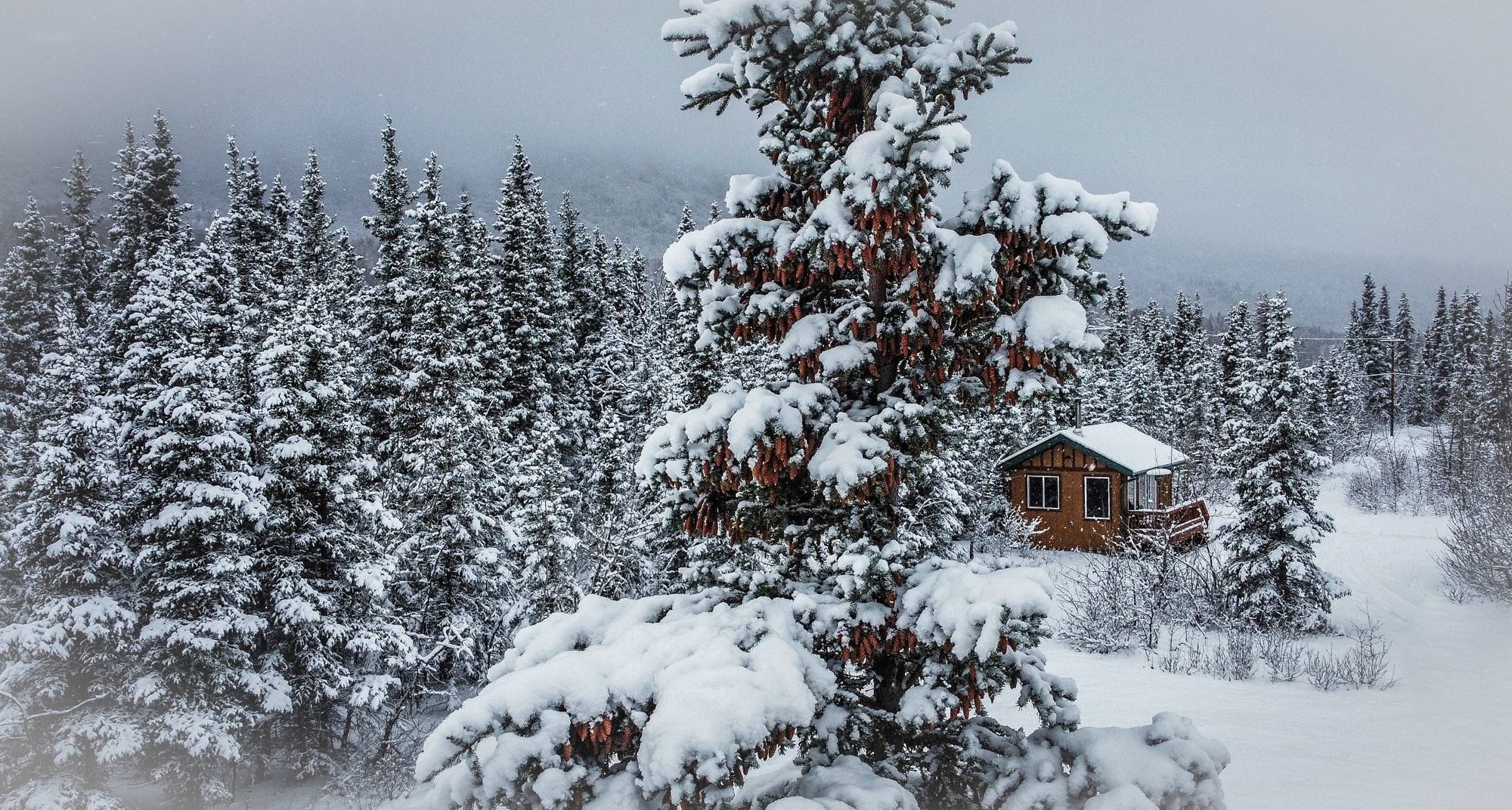 Fresh snowfall along the Knik River, Alaska. One of our guests said it felt like being in a snow ...