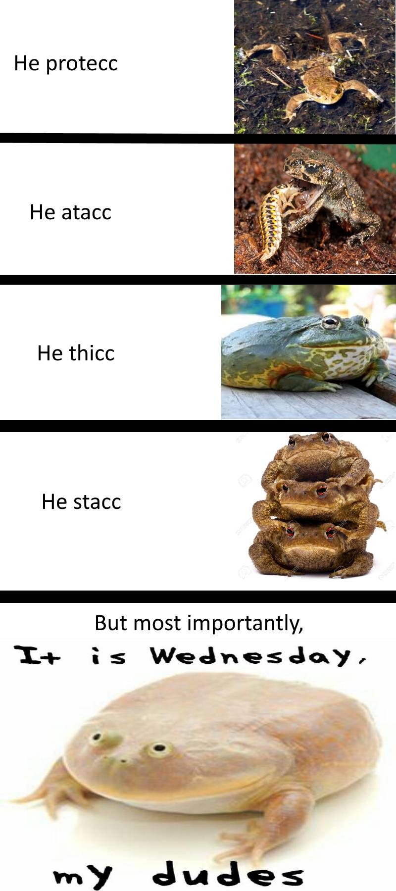 Frog meme | Scrolller