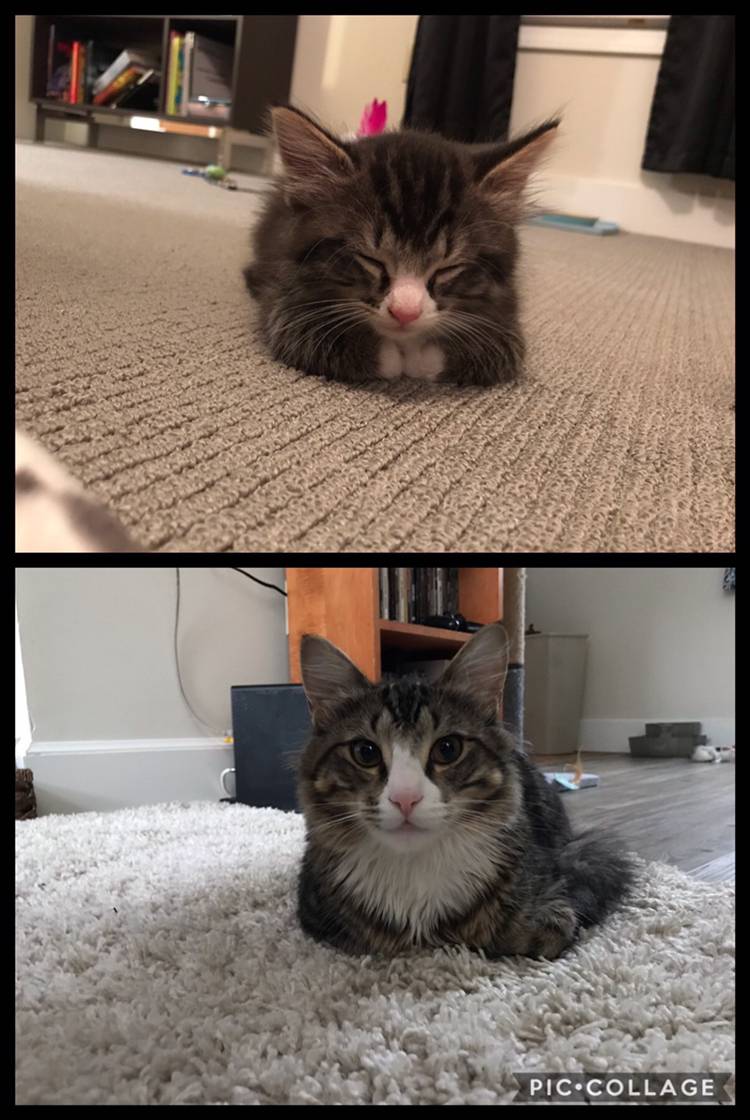 From kitten loaf to cat loaf | Scrolller