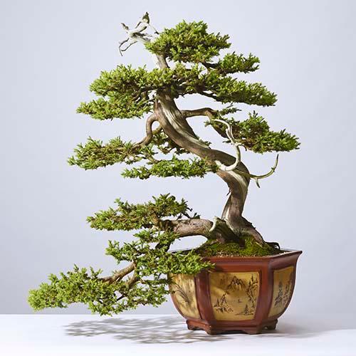 from the Pacific Bonsai Museum | Scrolller