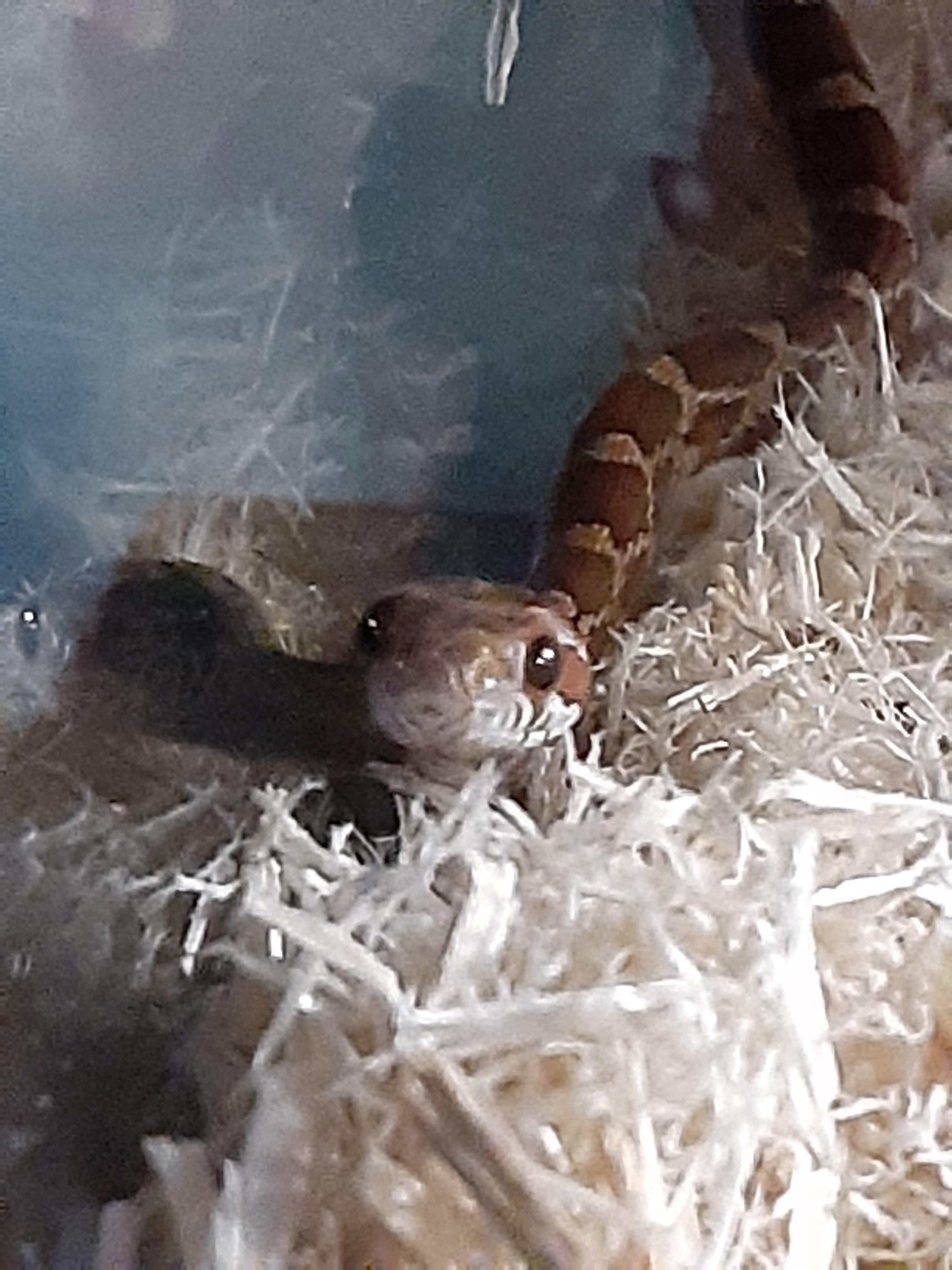 Front facing view of noodles. How does she look. | Scrolller