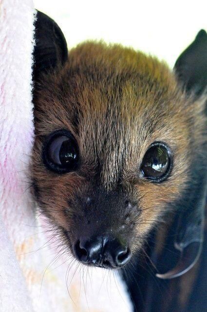 Fruit Bat | Scrolller