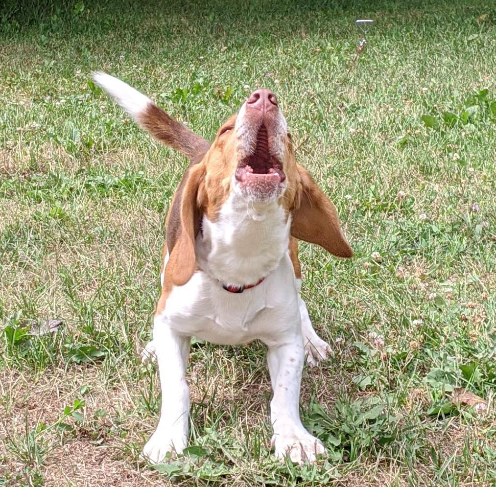 Full on howl | Scrolller