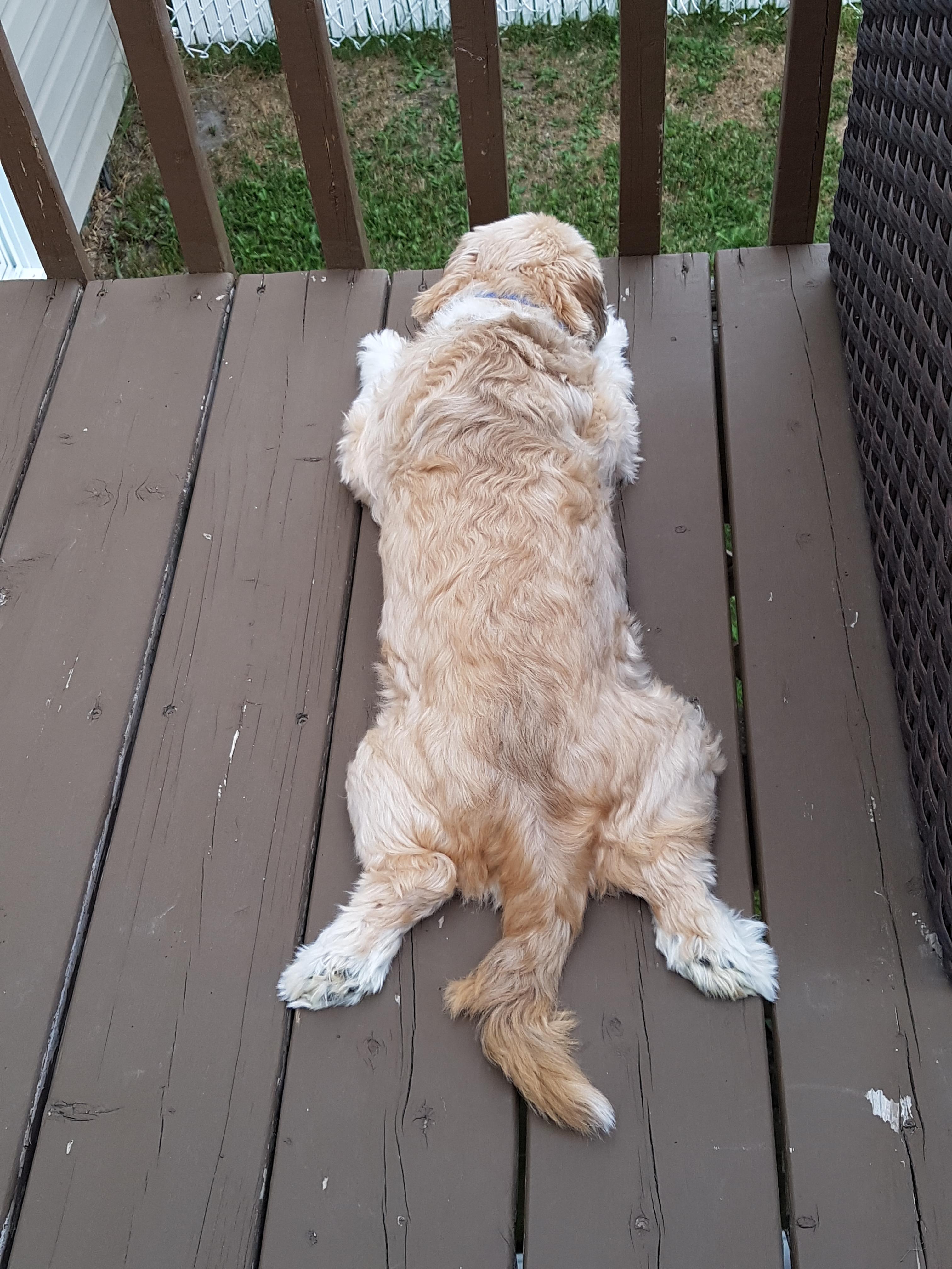 Full sized sploot on the deck | Scrolller