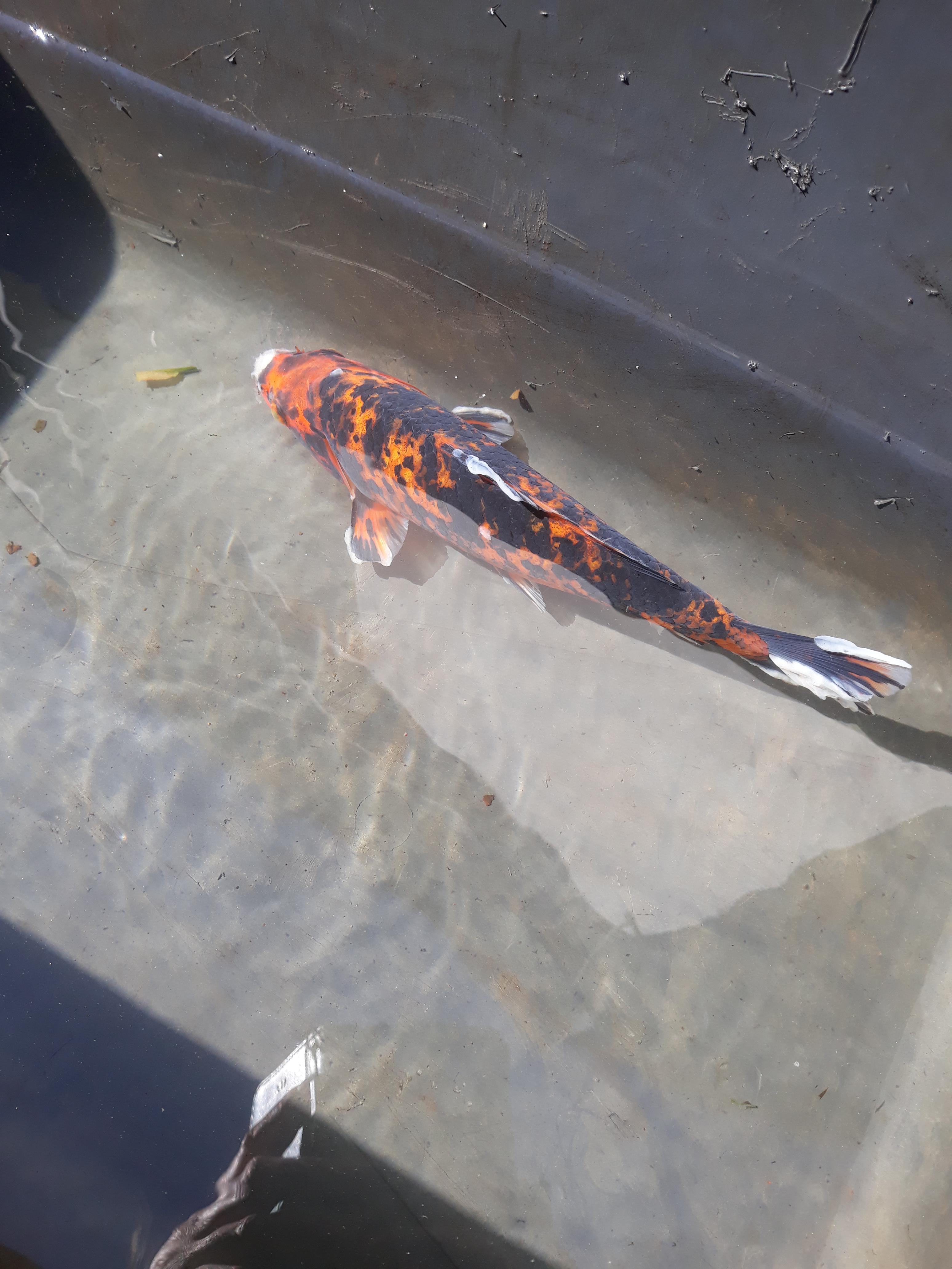 fungal infection? | Scrolller