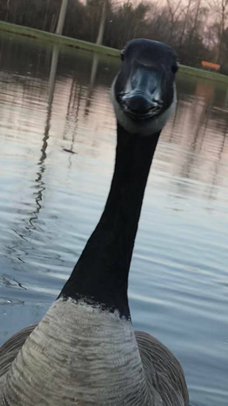 funny goose | Scrolller