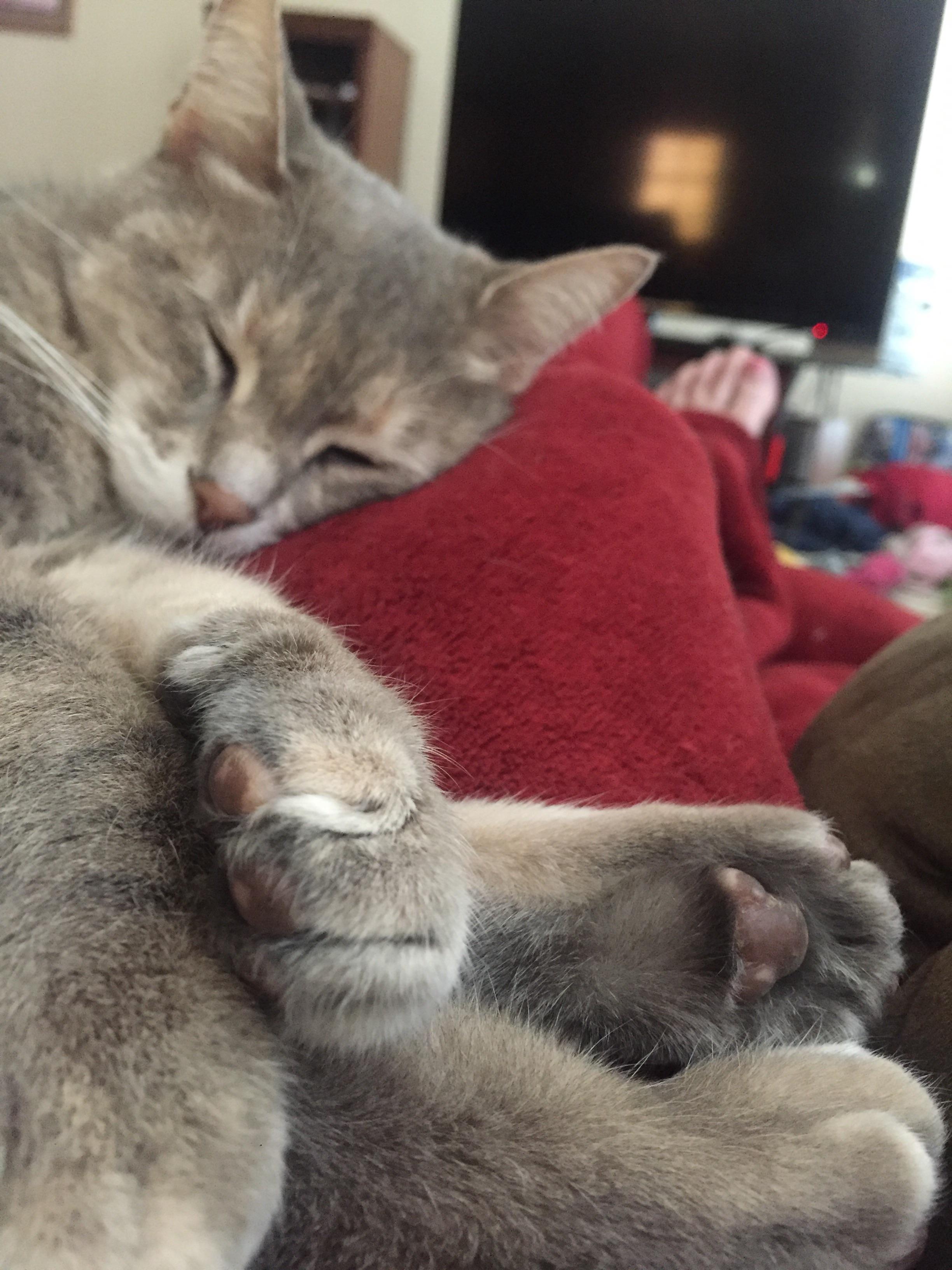 Fuzzy kitty beans | Scrolller