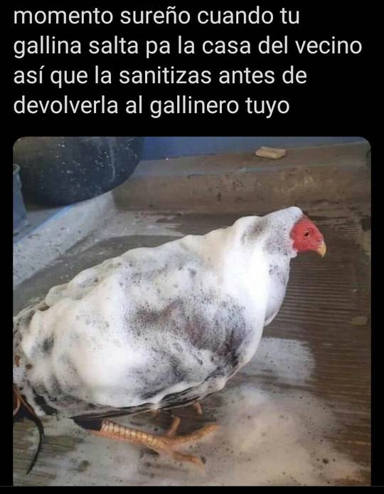 Gallina_ctm | Scrolller