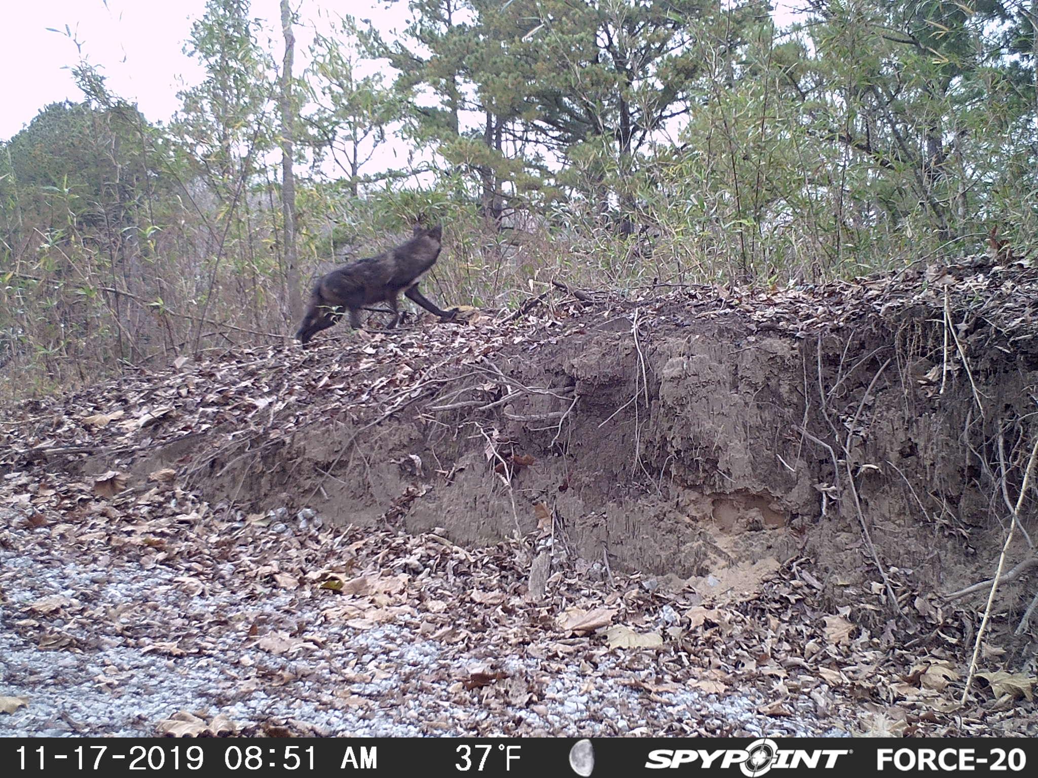 Gamecam Photo of Black Coyote | Scrolller