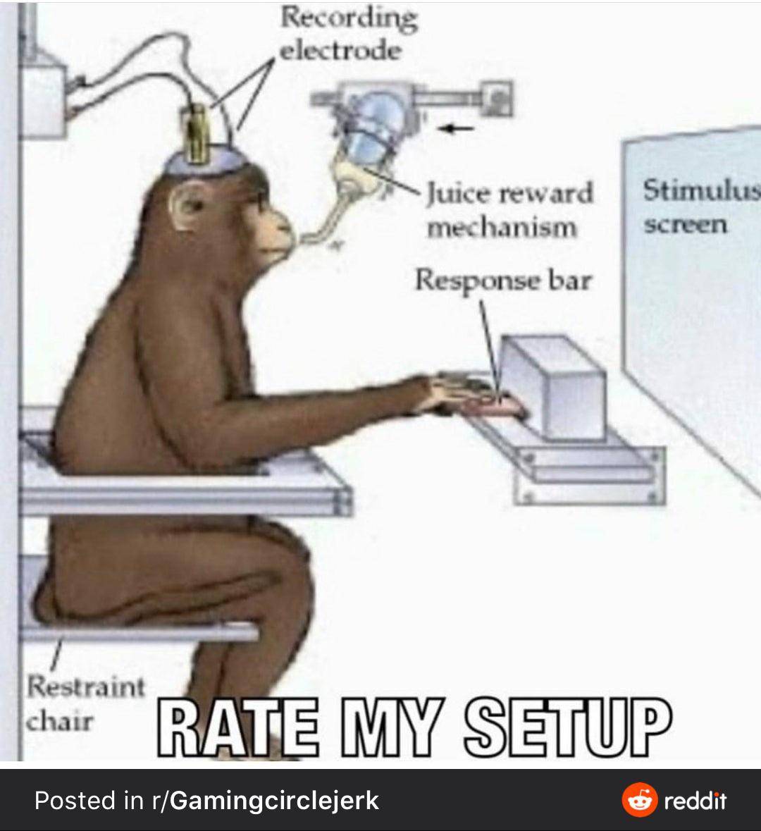 Gaming Monke | Scrolller