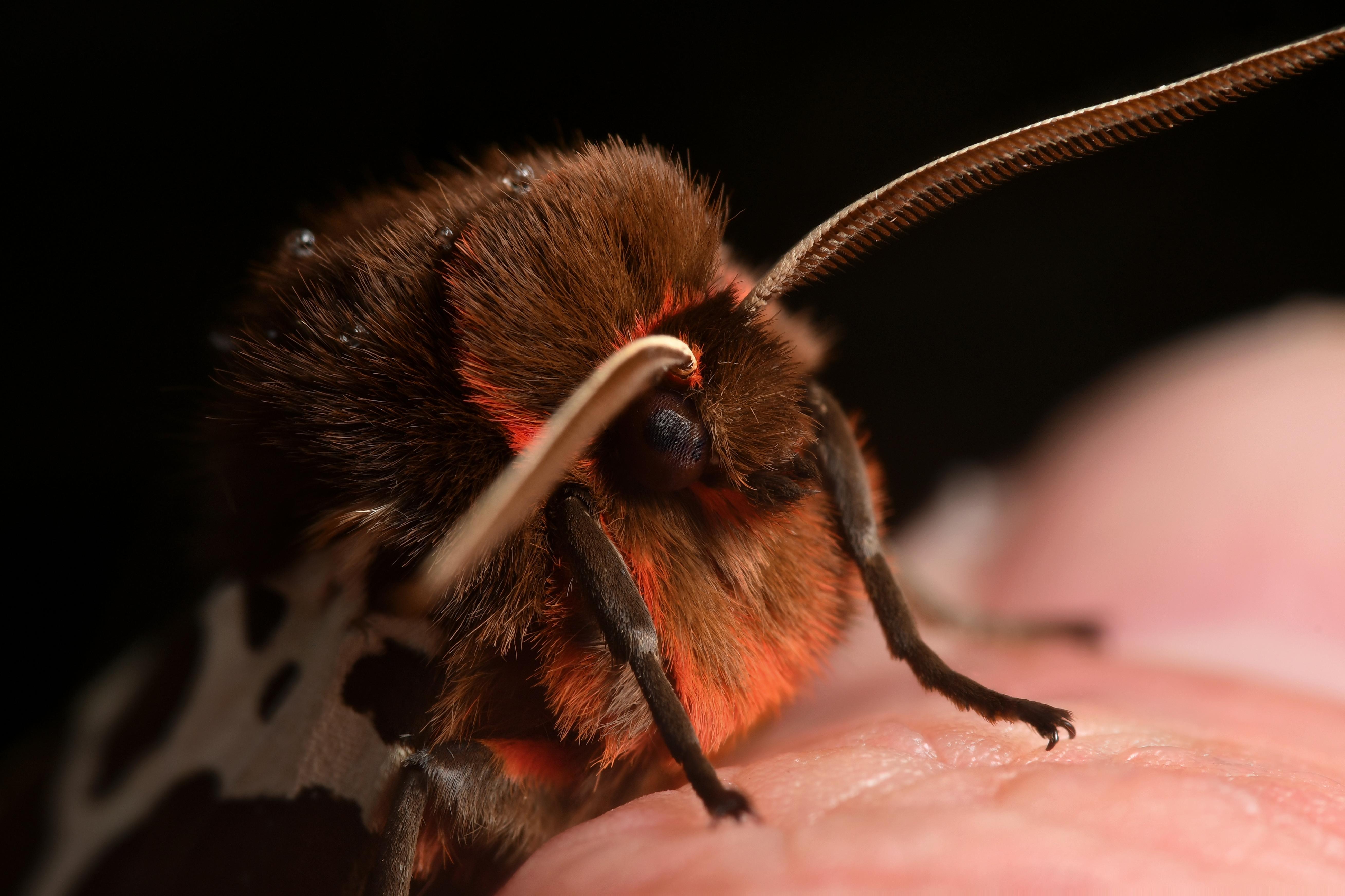 Garden Tiger Moth | Scrolller