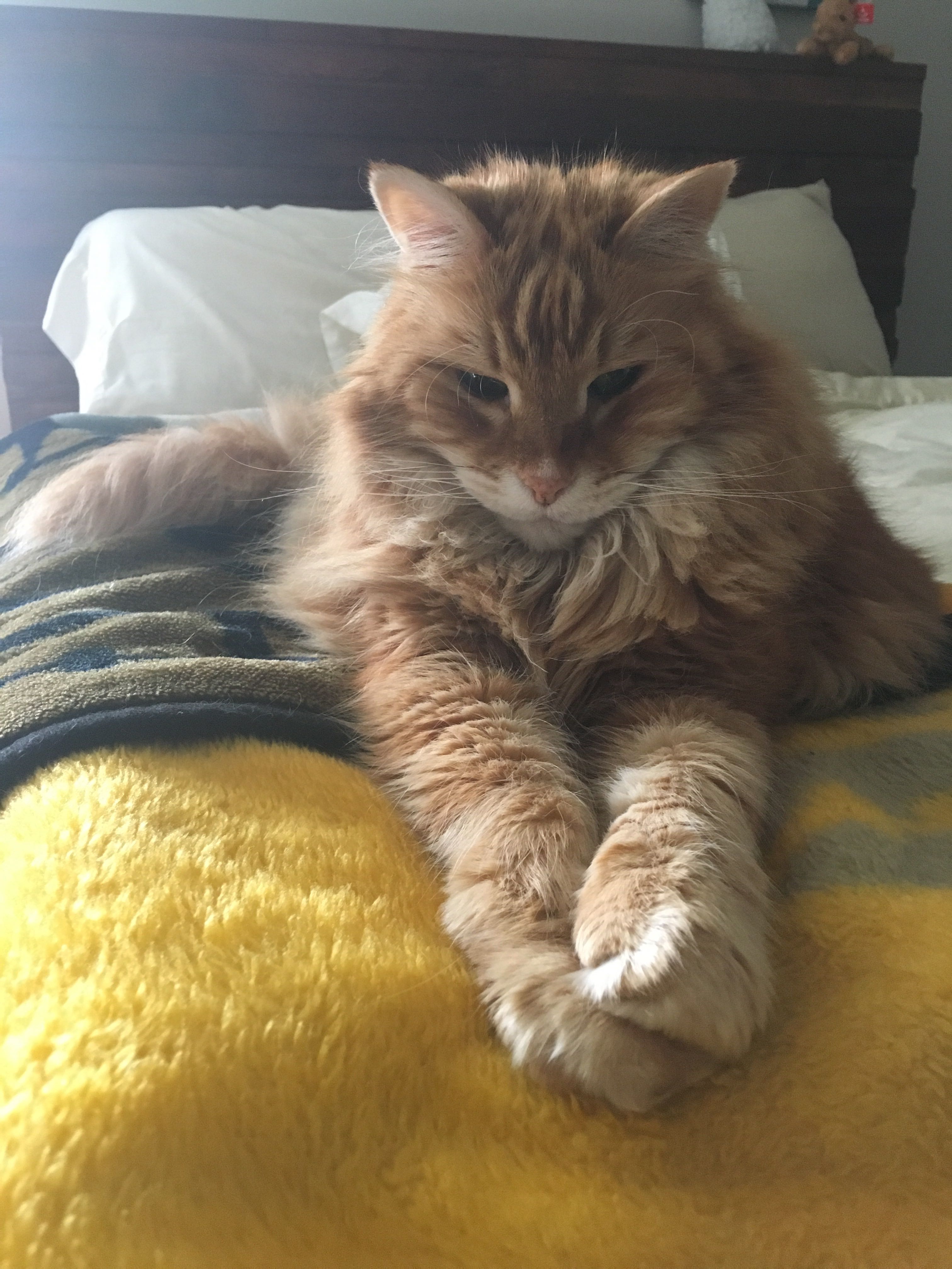 Gato again, looking very regal. | Scrolller