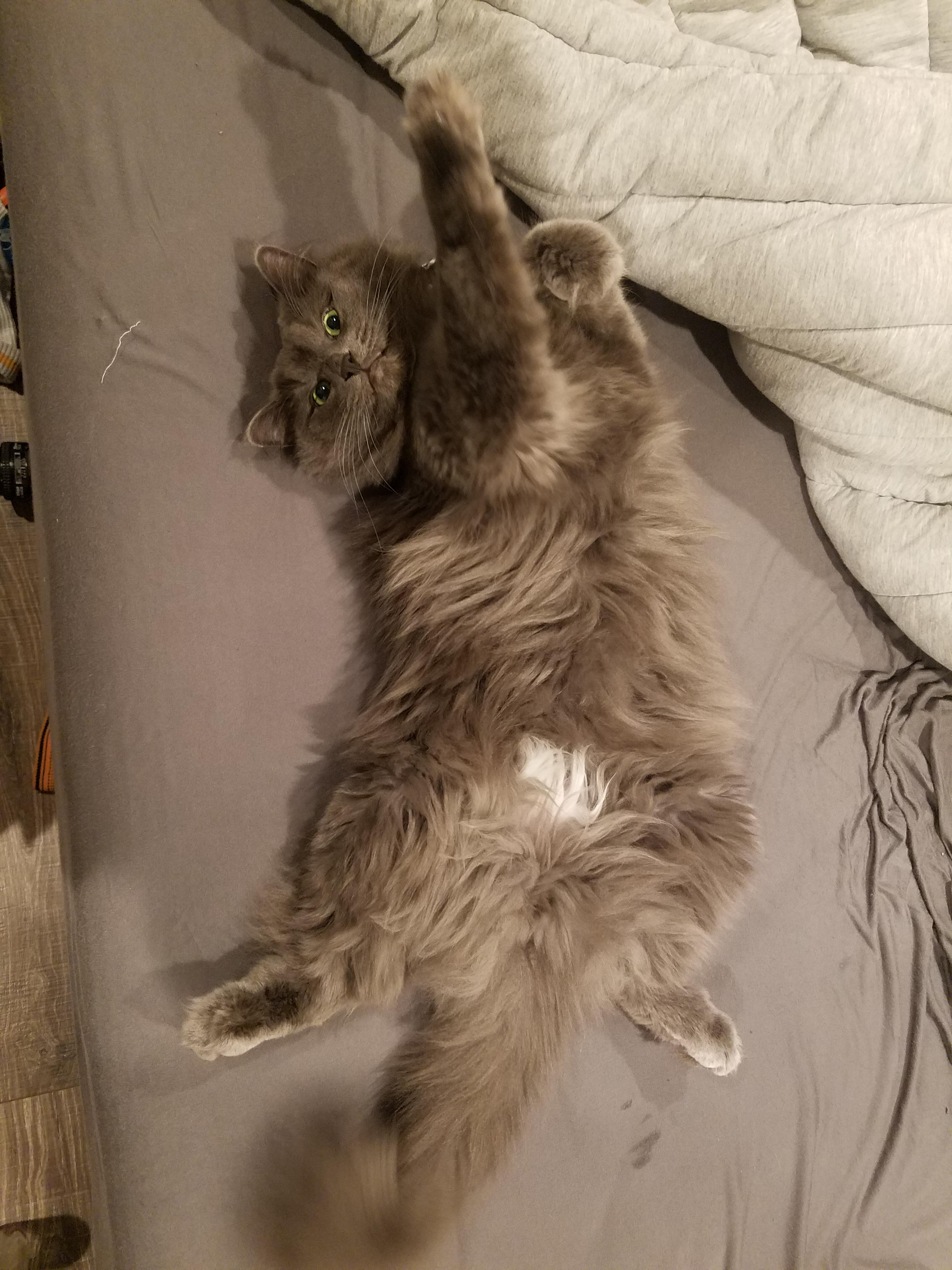 Gatsby is pure floof | Scrolller