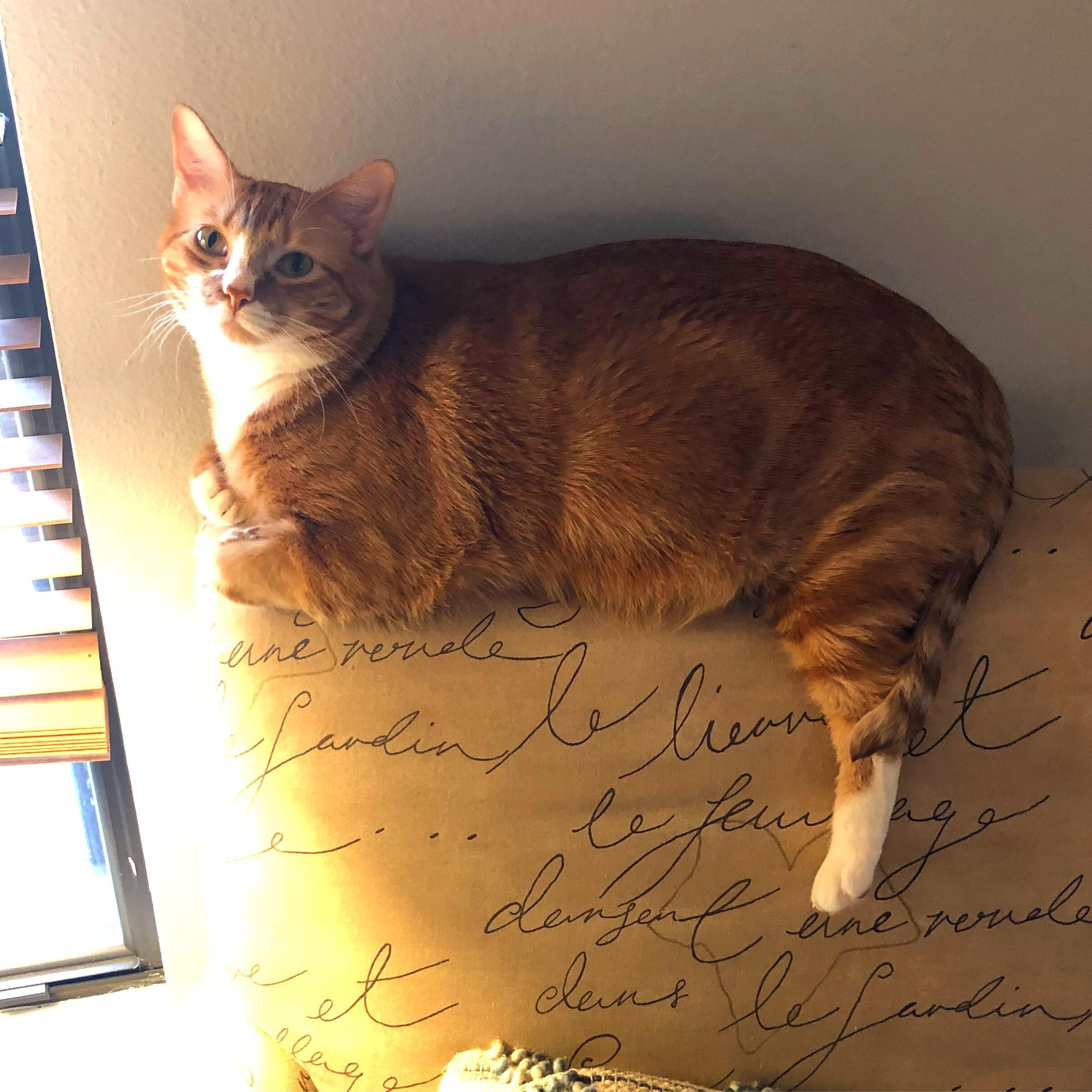 George has an almost-loaf... can’t quite keep the back foot in there | Scrolller
