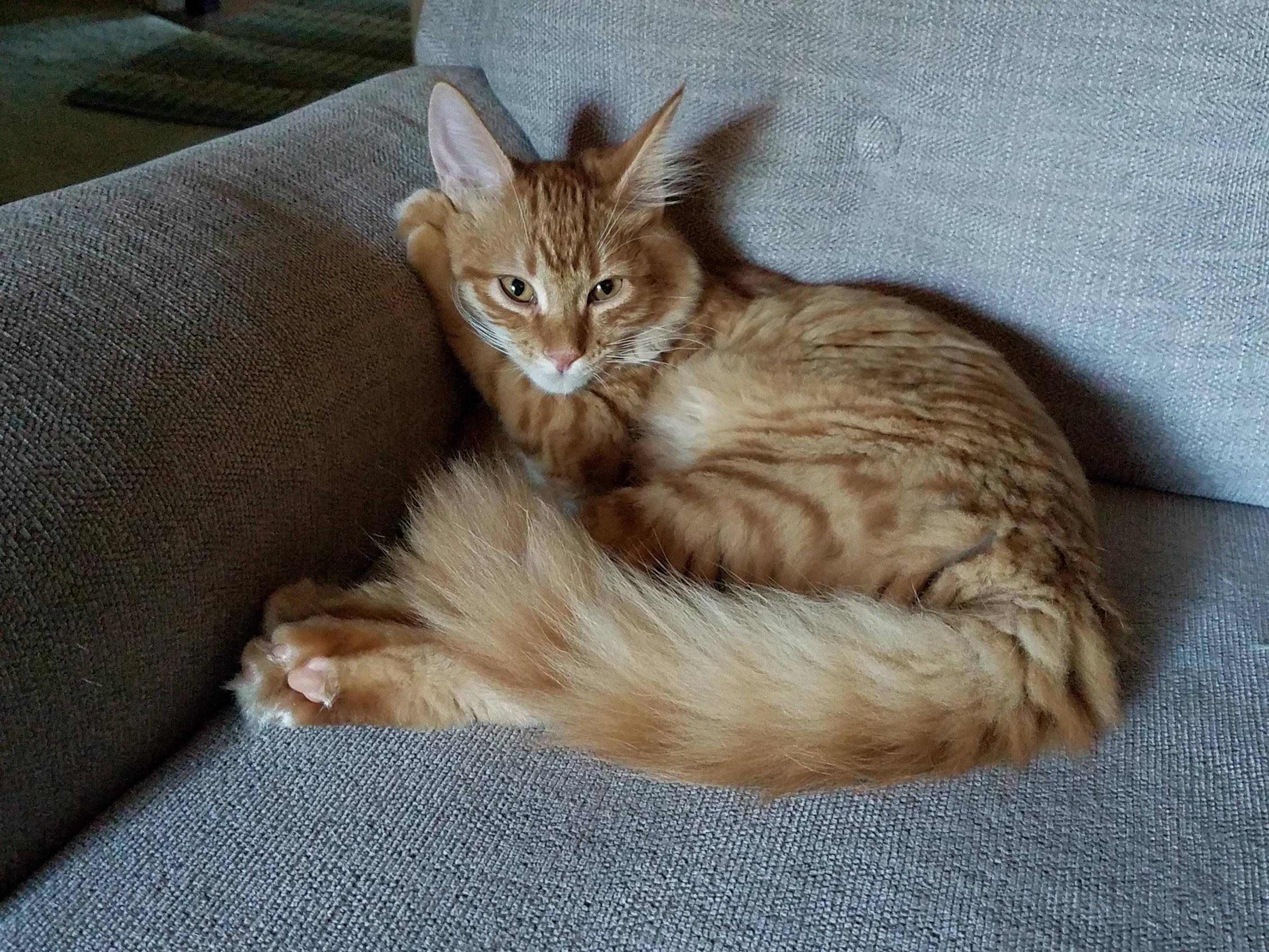 George is a handsome ginger floof | Scrolller