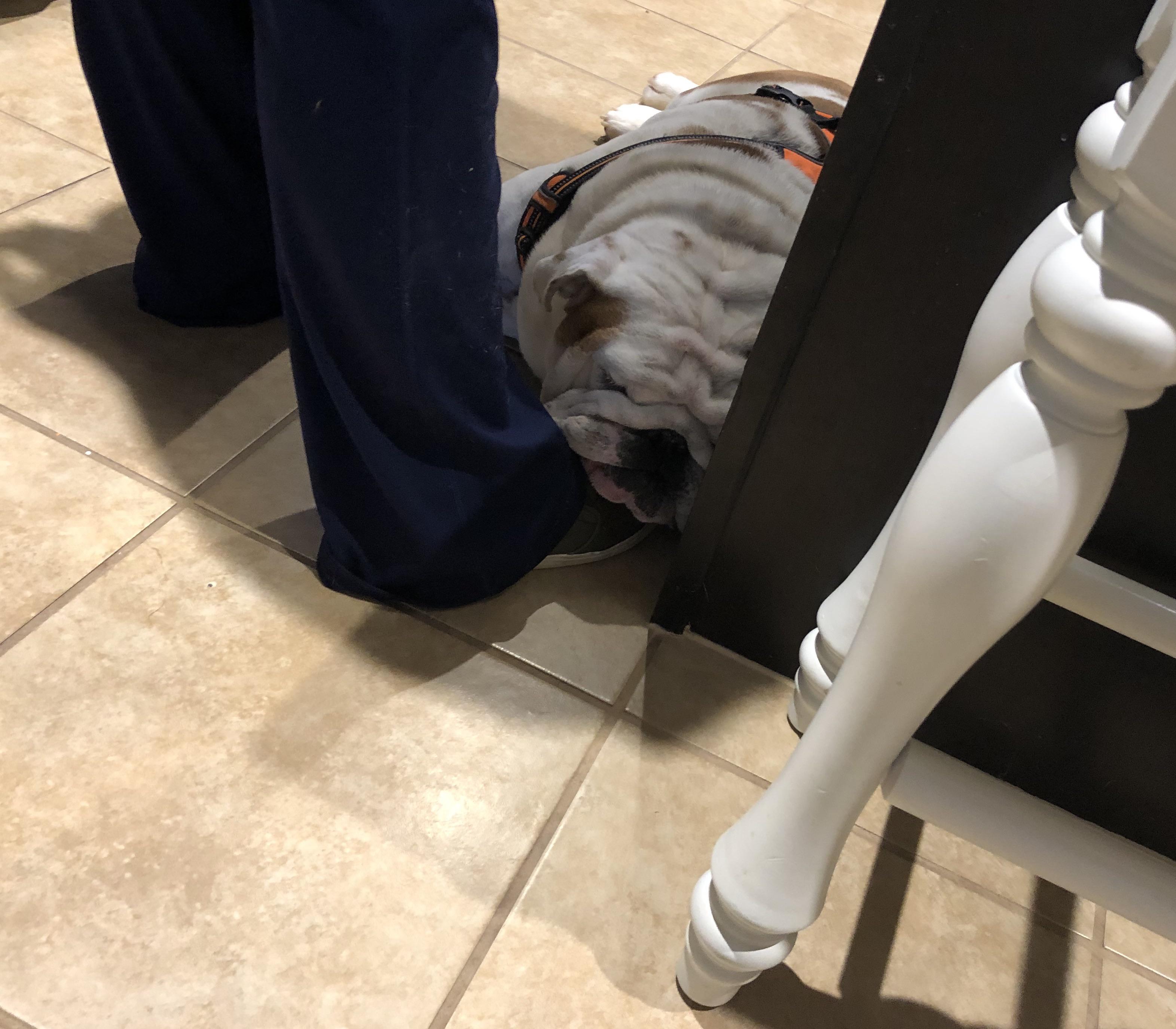 Georgie loves having visitors over. No matter what, he will find a way to sleep on your feet ...