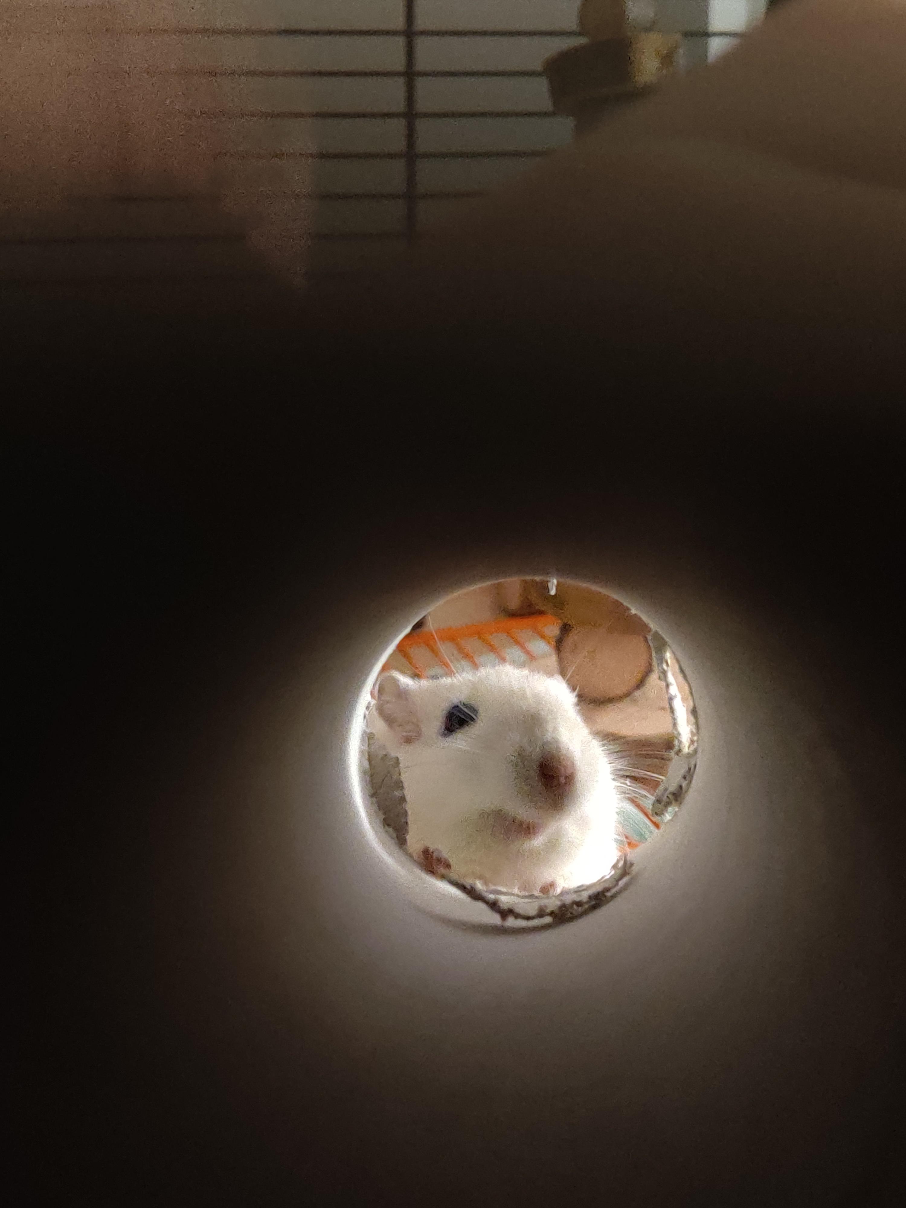 Gerbil pose gerbil pose | Scrolller