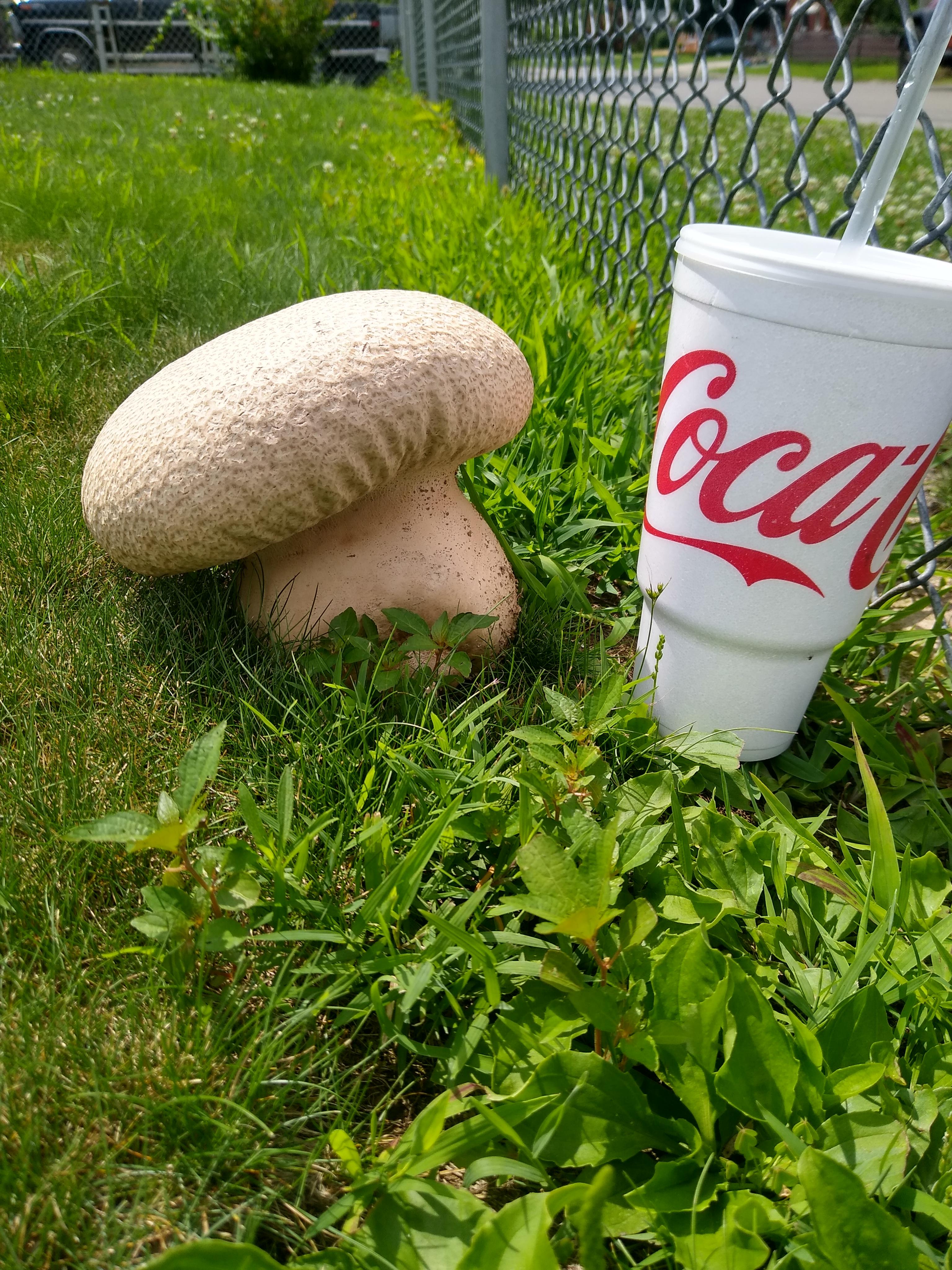 Get in loser we're slappin' thicc puffballs | Scrolller