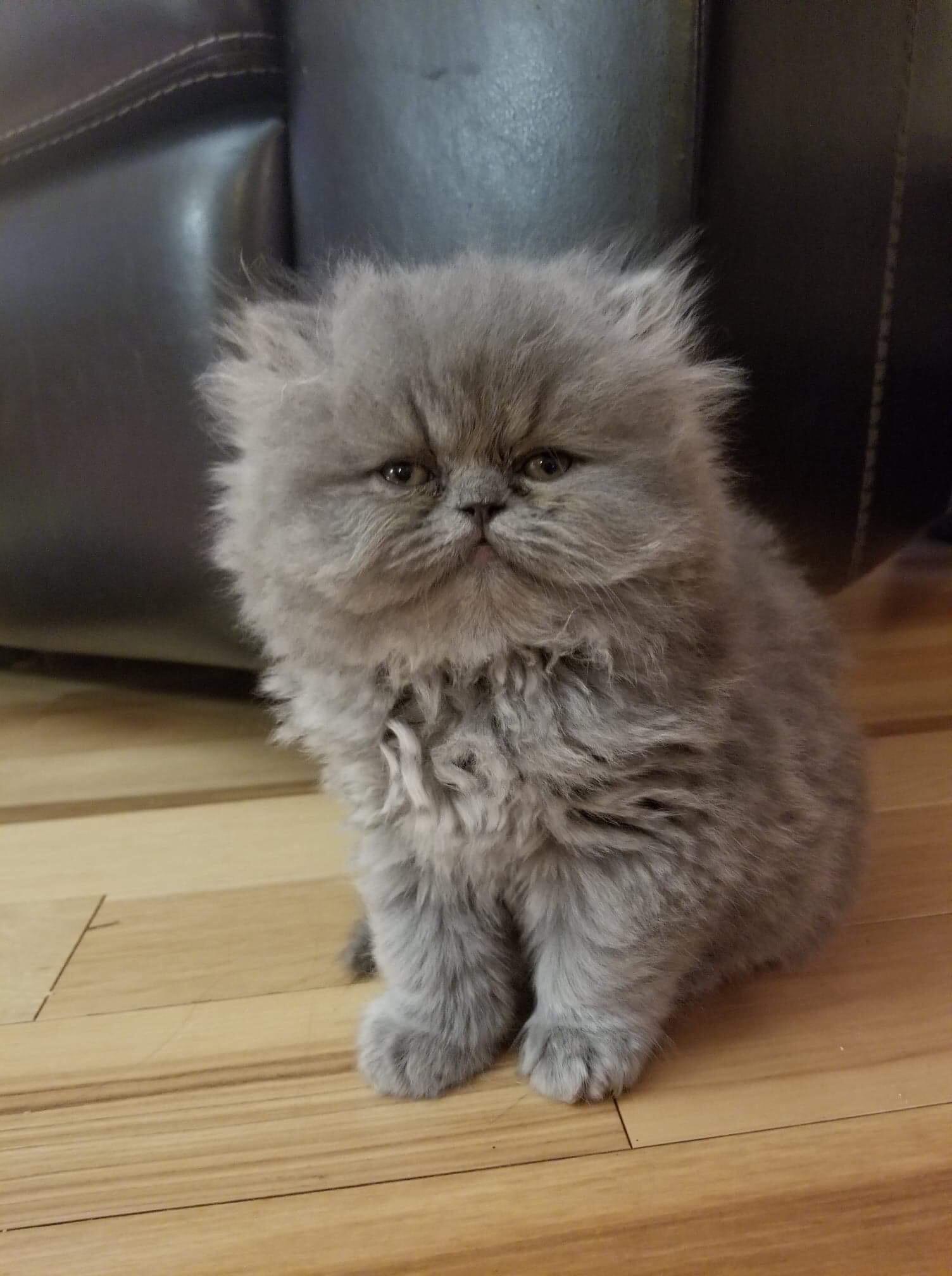 Get the handcuffs | Scrolller