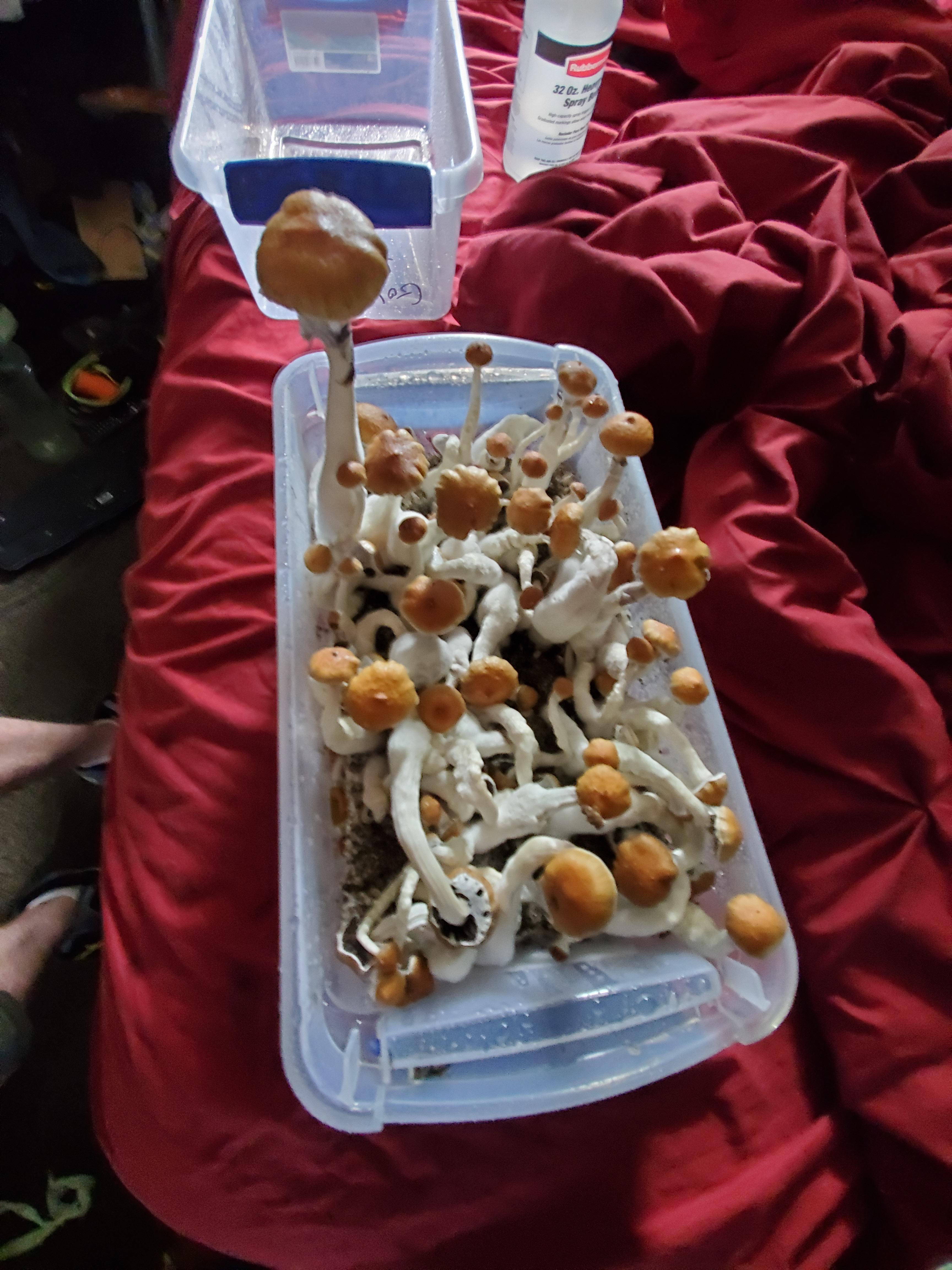 Getting closer. Golden teacher.🍄 | Scrolller