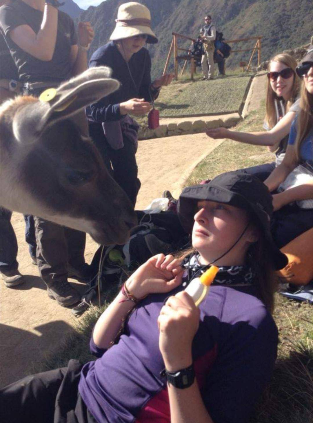 Getting mugged by a Machu Picchu llama.. Suncream is no joke around here.. | Scrolller