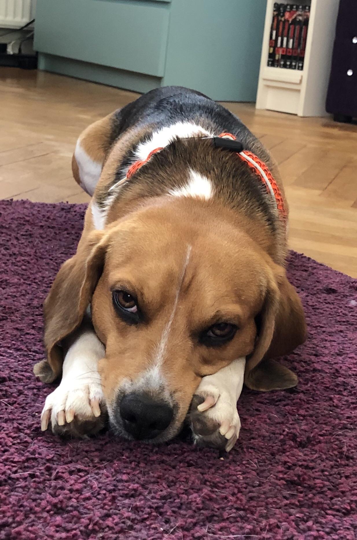 Getting sleepy | Scrolller