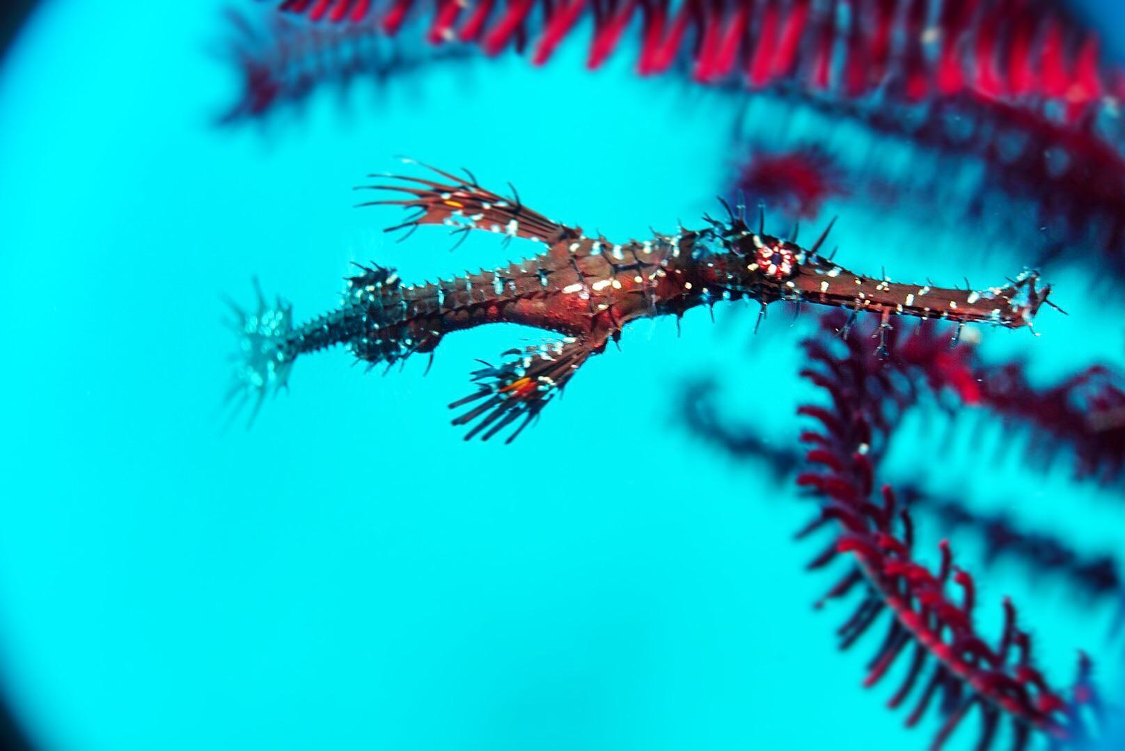 Ghost pipe lovers. | Scrolller