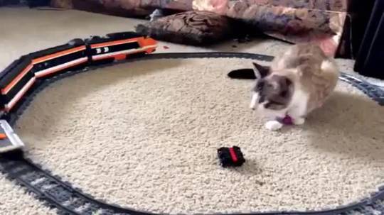 Cat Vs. Train [x-post from /r/catslaps] | Scrolller