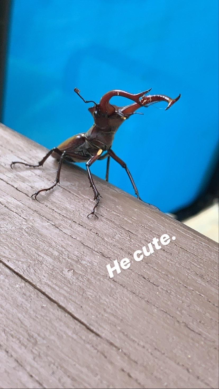 Giant Stag! | Scrolller