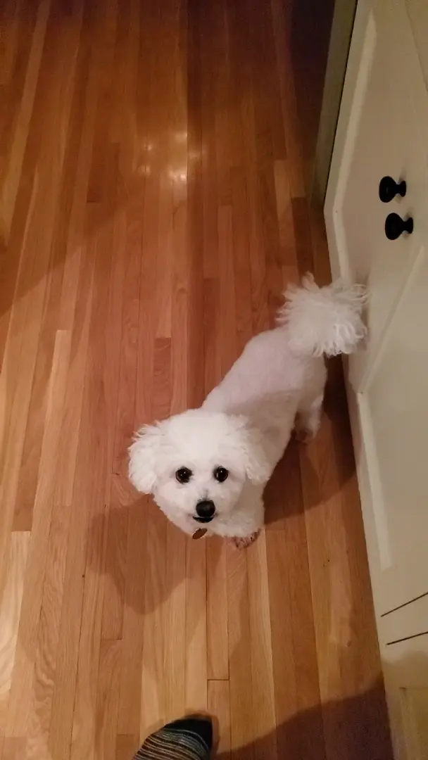 Gigi will tippy tap for meatballs | Scrolller