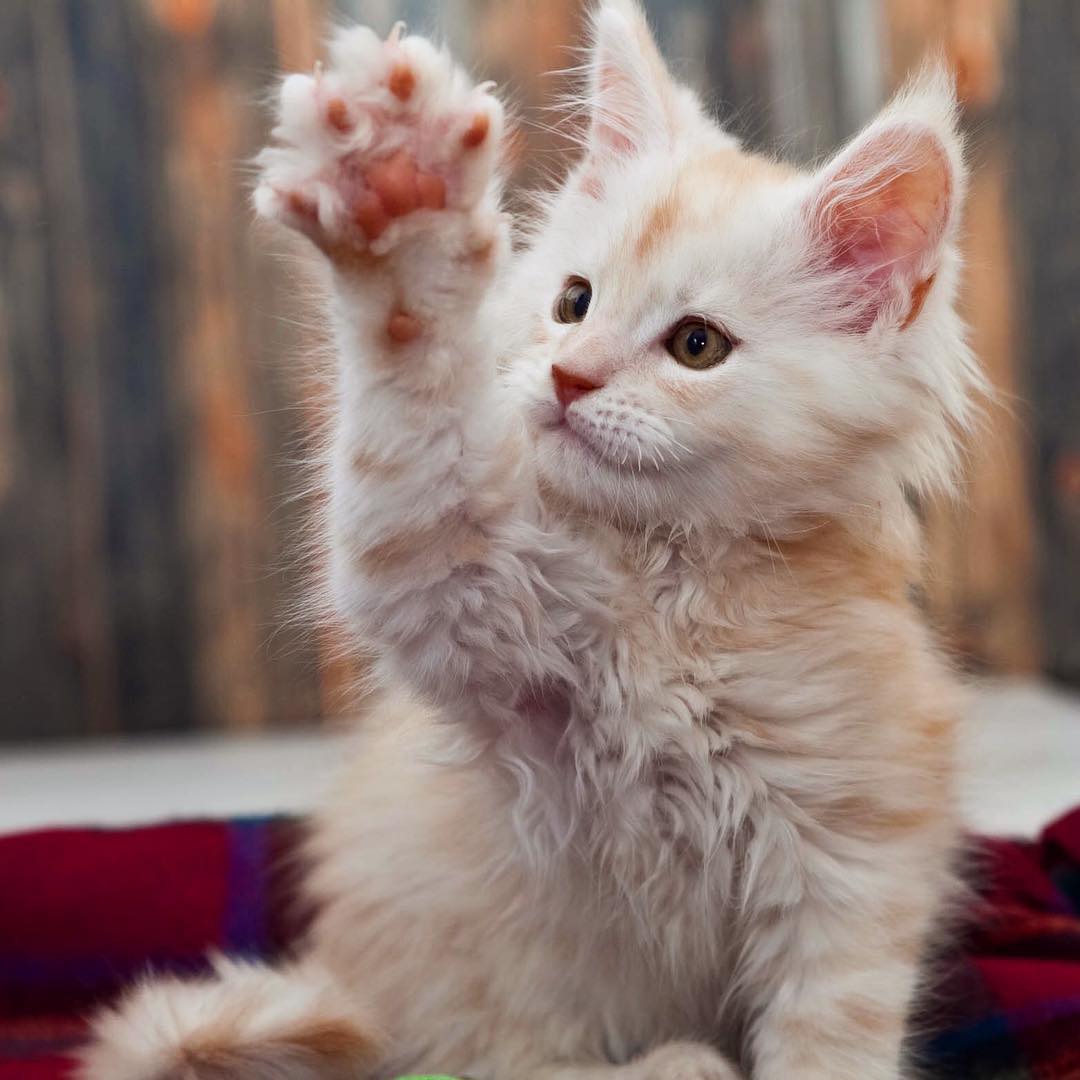 Gimme five | Scrolller