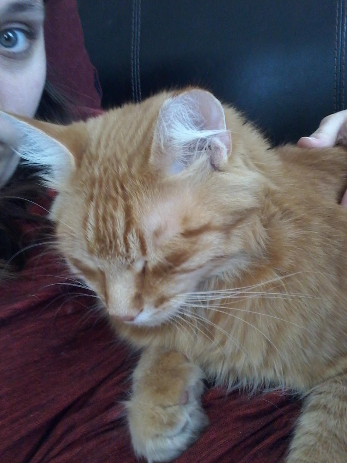 Gingersnaps being cuddly | Scrolller