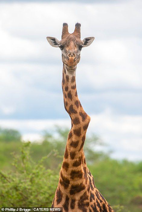 Giraffe with dislocated neck | Scrolller