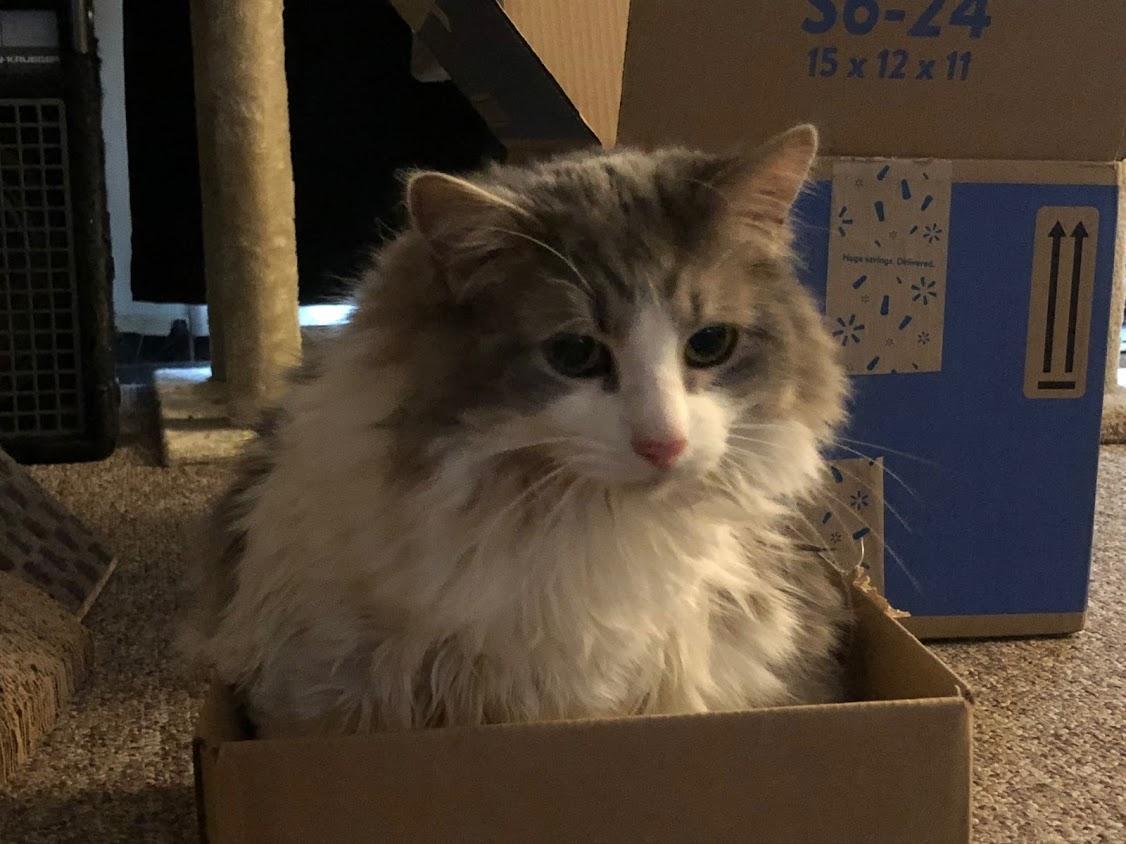 Glory in the box plotting world domination. | Scrolller