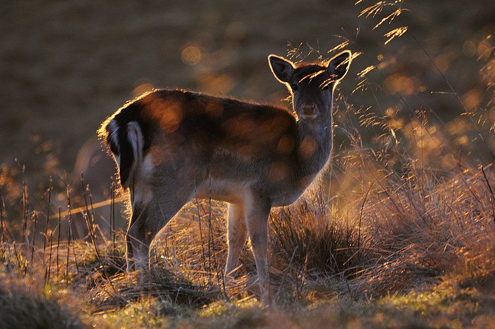 glowy deer | Scrolller
