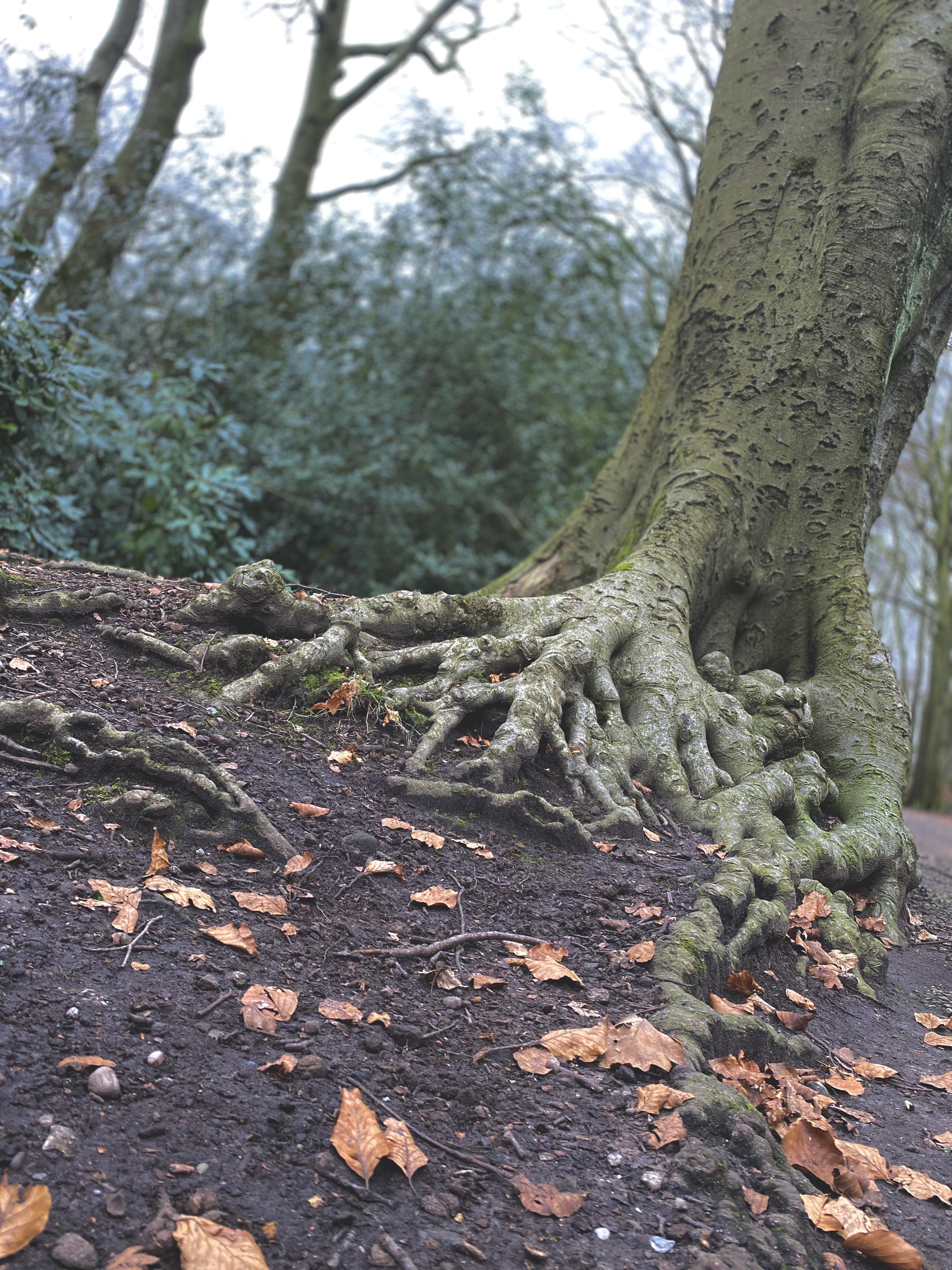 Going back to my roots | Scrolller