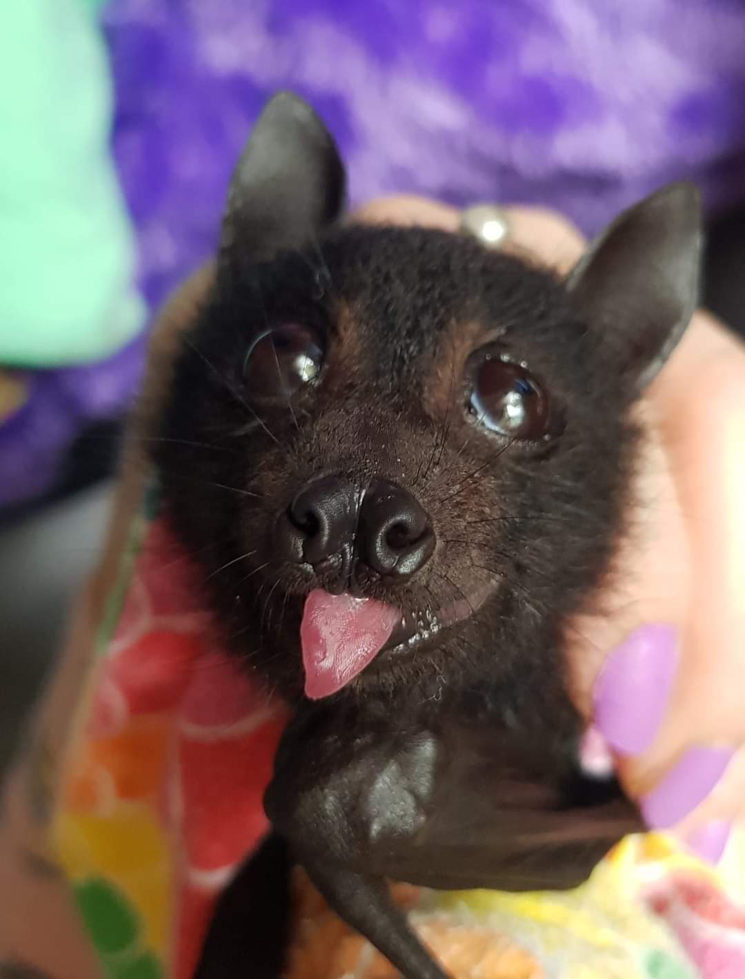 Discover more like Ahegao_IRL: Going batty for you and Related Content | Scrolller