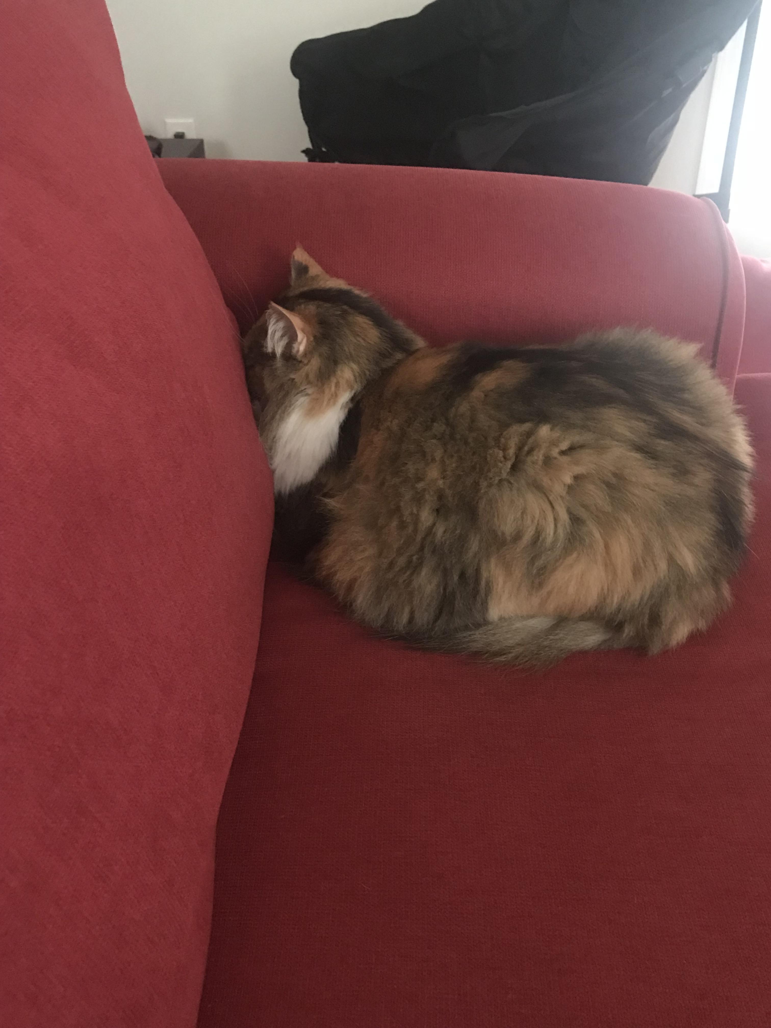 Going through great lengths to ignore me loaf | Scrolller