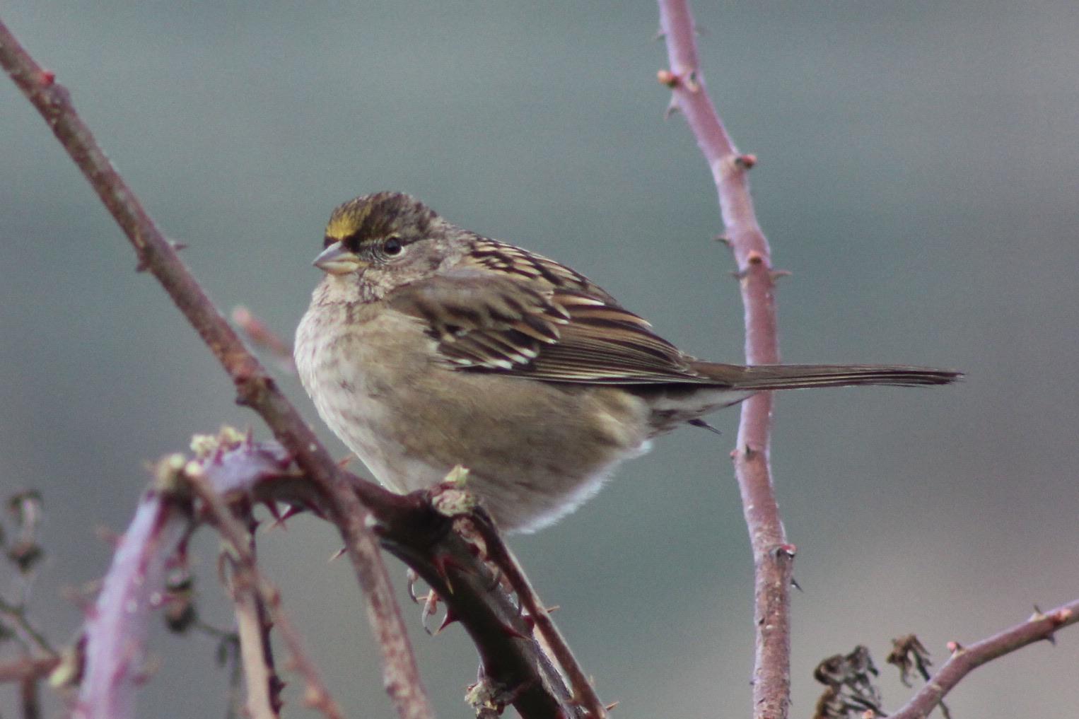 Golden-crowned Borb | Scrolller