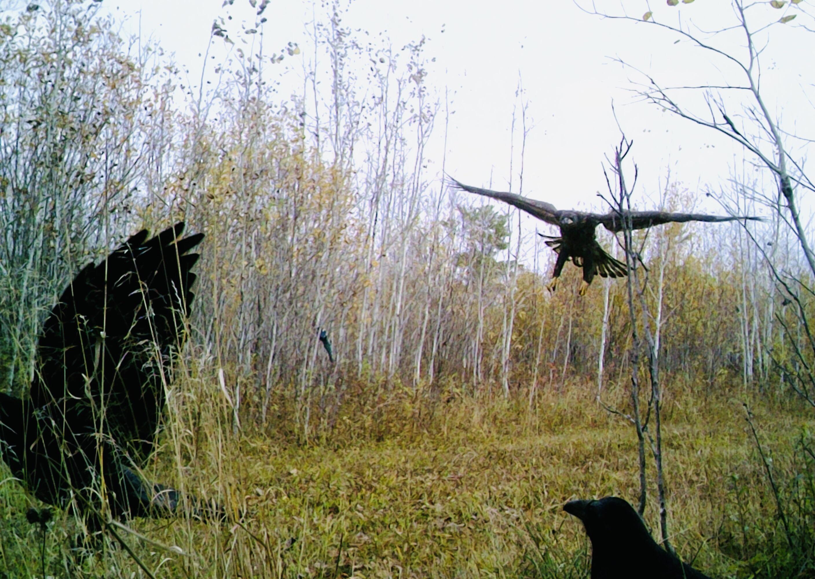 Golden eagle?! | Scrolller