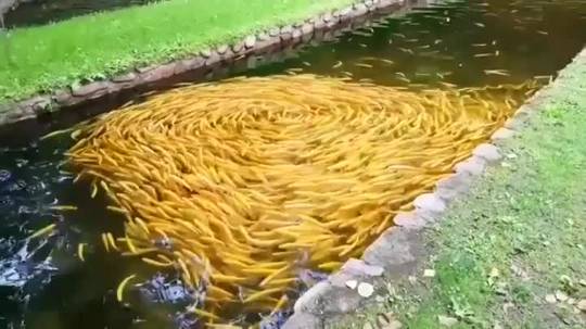 🔥 Golden koi fish swimming together to make a swirl 🔥 | Scrolller