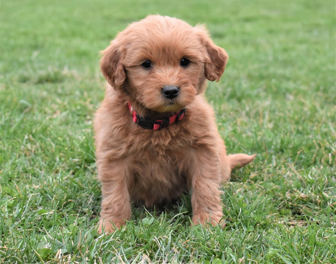 Goldendoodle | Scrolller